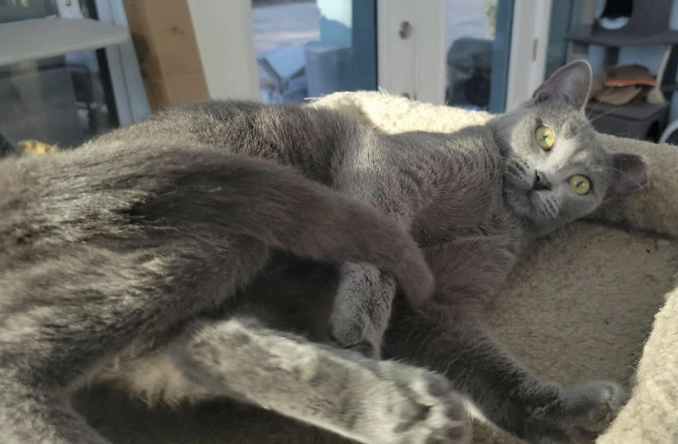 Greycie - Second Chance for Strays